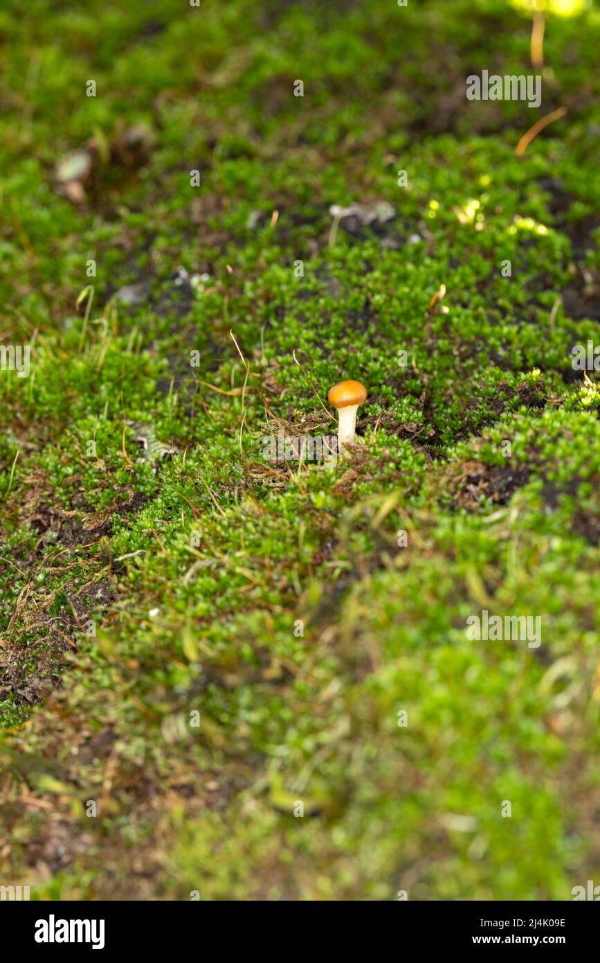 One tiny brown mushroom sprouts from the moss Stock Photo - Alamy