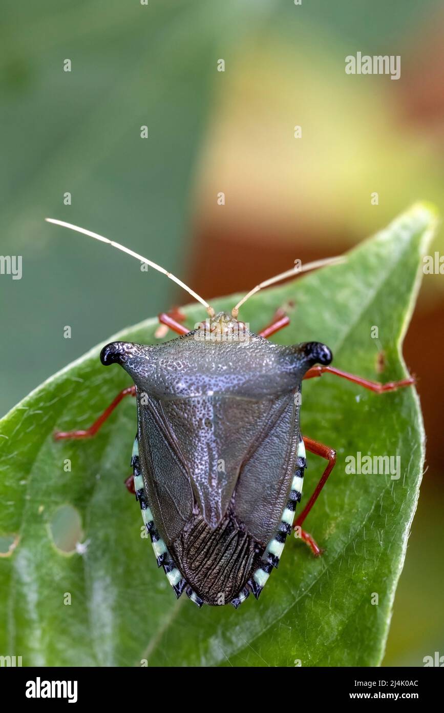 Stink bug or shield bug (Edessa sp.) - La Laguna del Lagarto Eco-Lodge ...