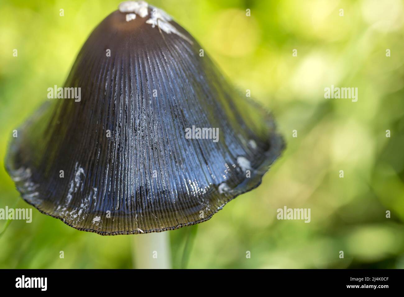Close up ink cap mushroom texture with a among lush green grasses Stock ...