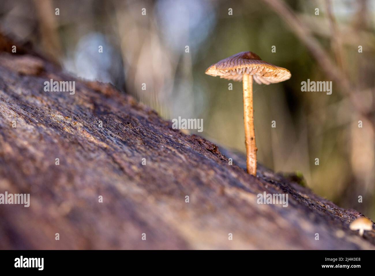 Tan mushroom growing on a trre trunk in a moist forest Stock Photo - Alamy