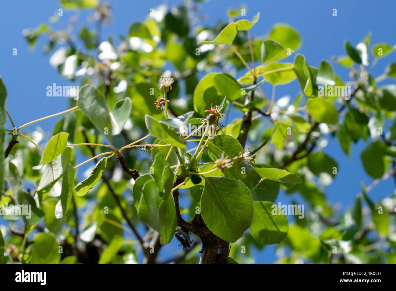 Pear tree in spring after flowering with pears developing at an early ...