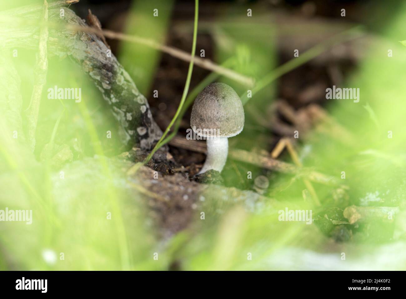 Small gray brown mushroom hidden behind blades of grass on the forest ...