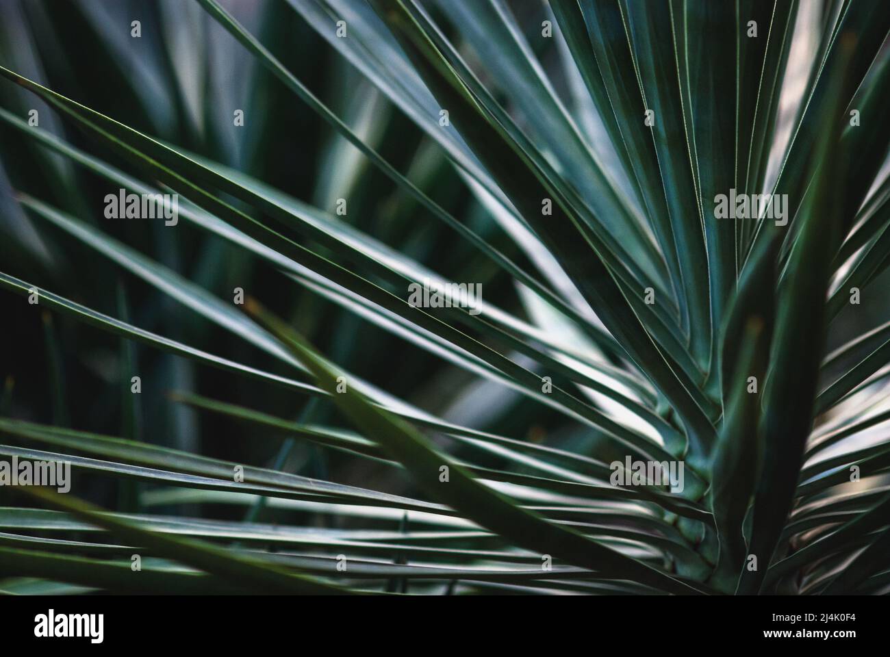 Yucca plant blue-green leaves closeup, Yucca rostrata, Beaked yucca ...