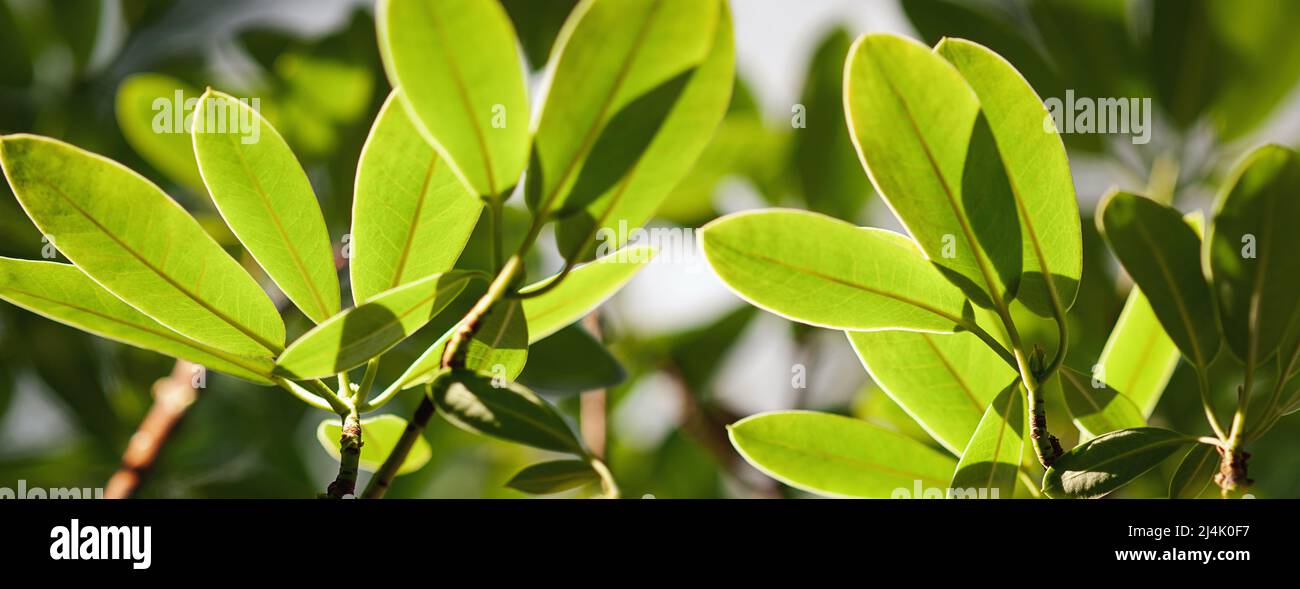 Green Rhododendron tree leaves in the sun, fresh foliage, spring nature ...