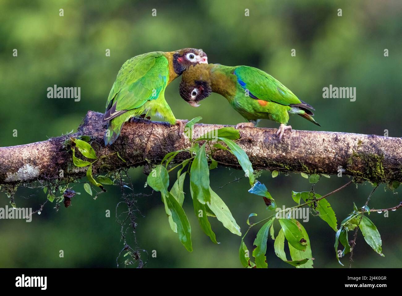 Brown-hooded parrots (Pyrilia haematotis) courtship preening - La ...
