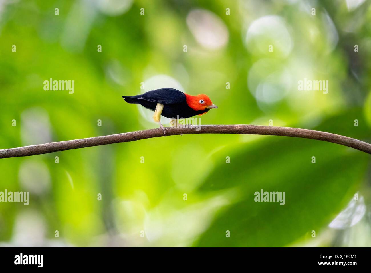 Red-capped manakin (Ceratopipra mentalis) male performing moonwalk ...