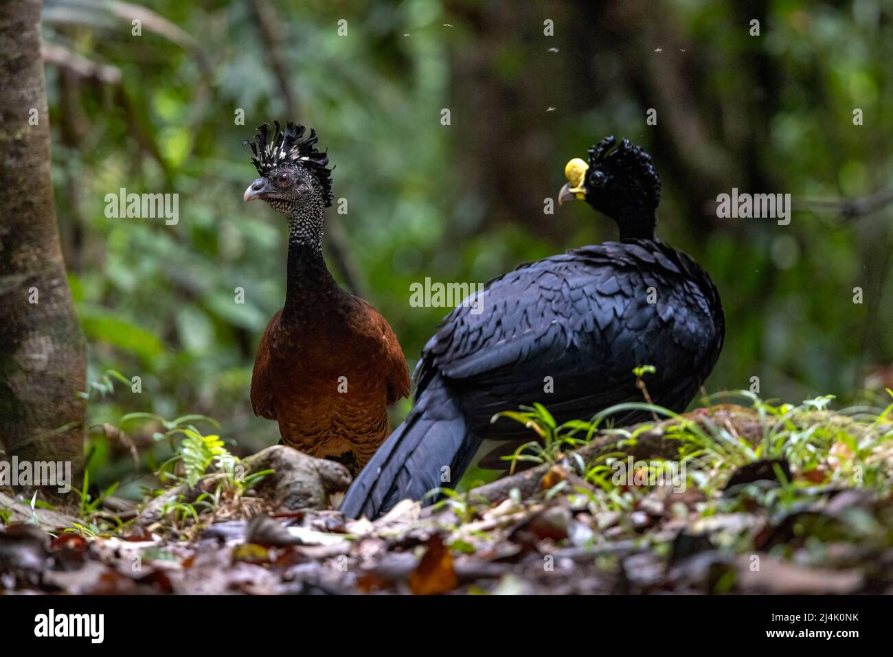 Great Curassow (Crax rubra) female (left) and male (right) - La Laguna ...