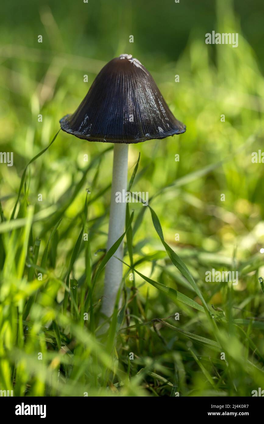 Inky cap mushroom with a white stalk among lush green grasses Stock ...