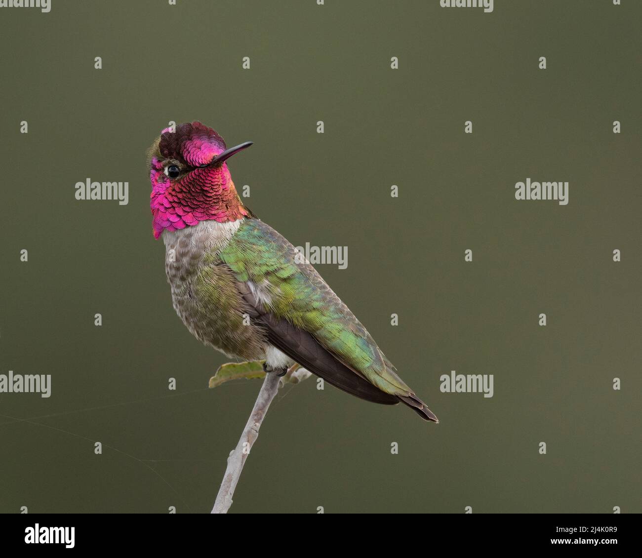male Anna's Hummingbird (Calypte anna) Sacramento County California USA ...