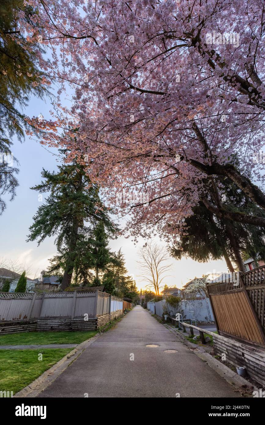 Pink alley vancouver hi-res stock photography and images - Alamy