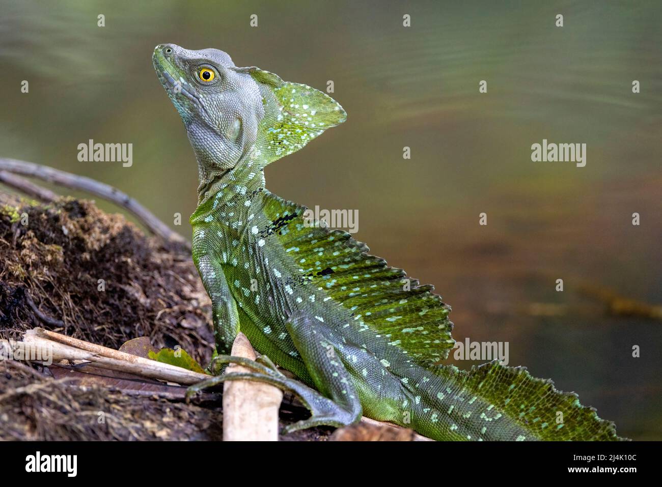 Green Basilisk or Plumed Basilisk (Basiliscus plumifrons) male - La ...