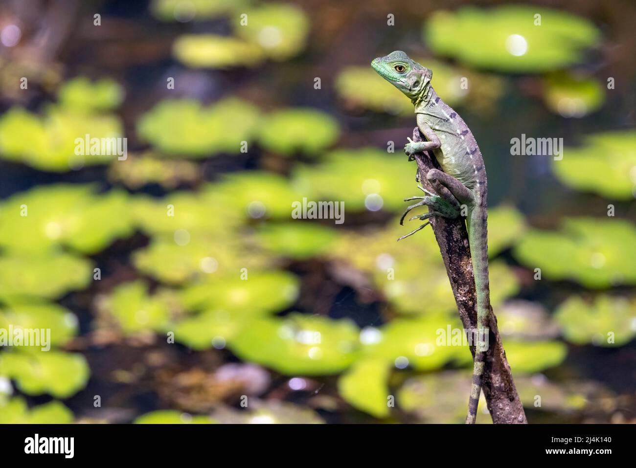 Young green basilisk hi-res stock photography and images - Alamy