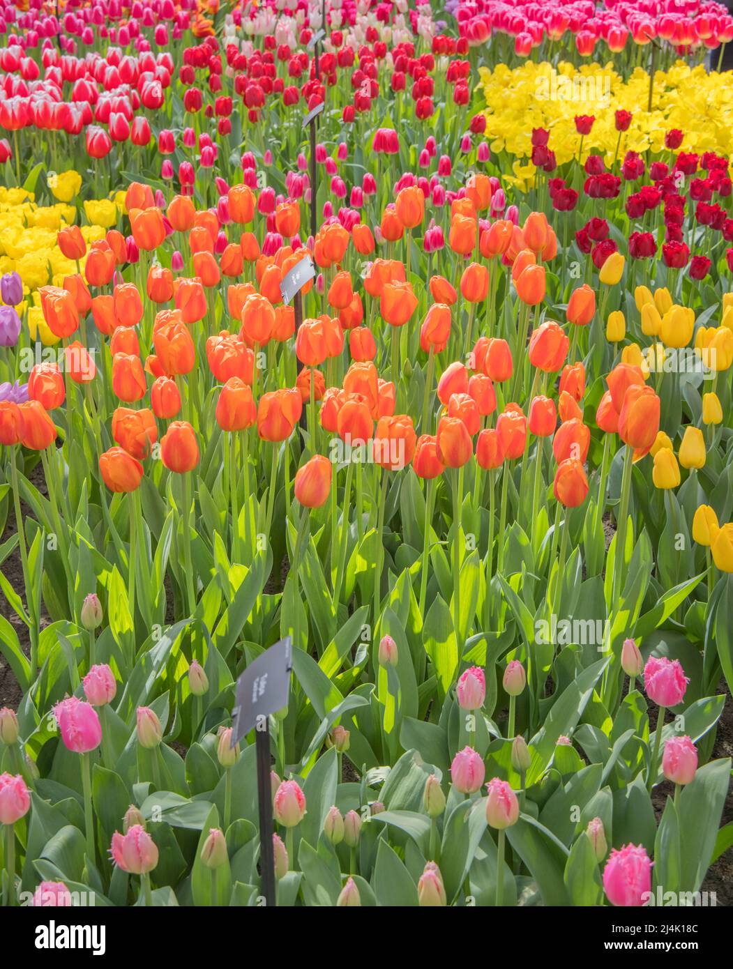 brightly coloured tulips on display at the famous keukenhof flower ...