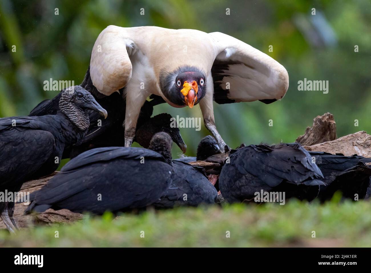 Intense stare of King Vulture (Sarcoramphus papa) feeding with Black ...