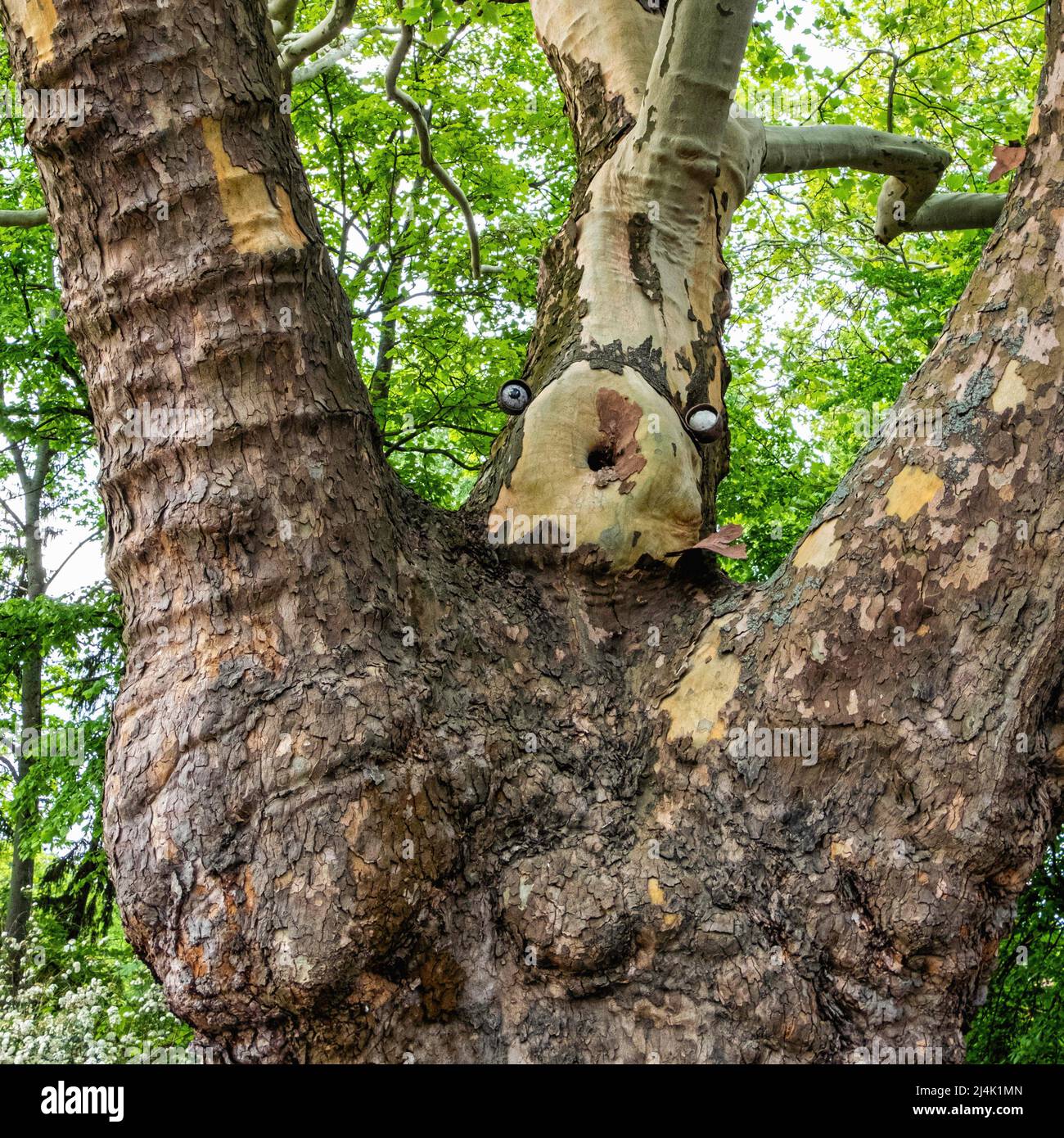Tree with face eyes & mouth in tree branch in Alt-Tegel,Berlin,Germany ...