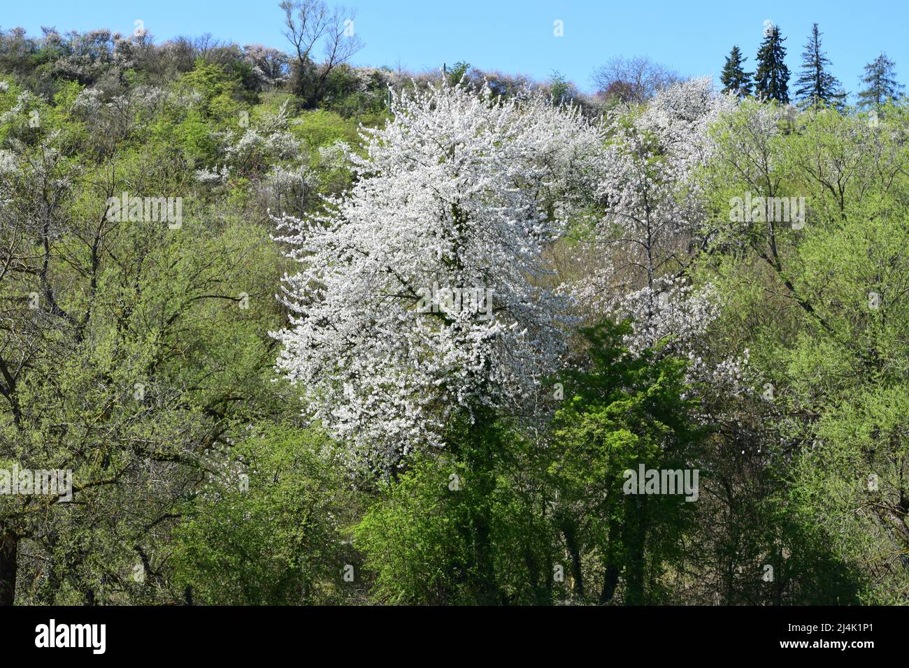 White blossoming tree hi-res stock photography and images - Alamy