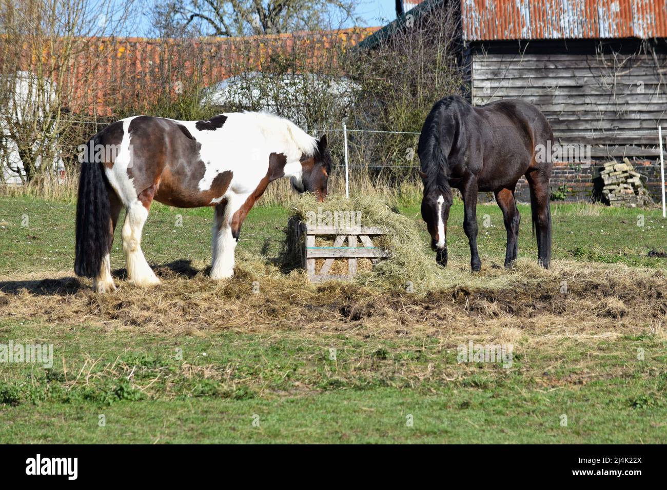 horse in field Stock Photo - Alamy