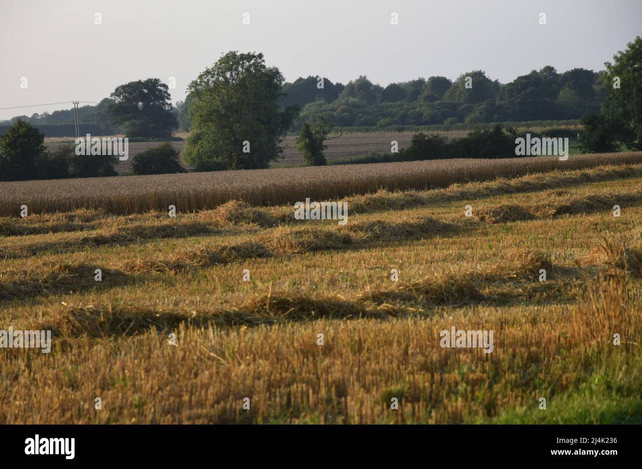 field in spring, suffolk, england Stock Photo - Alamy