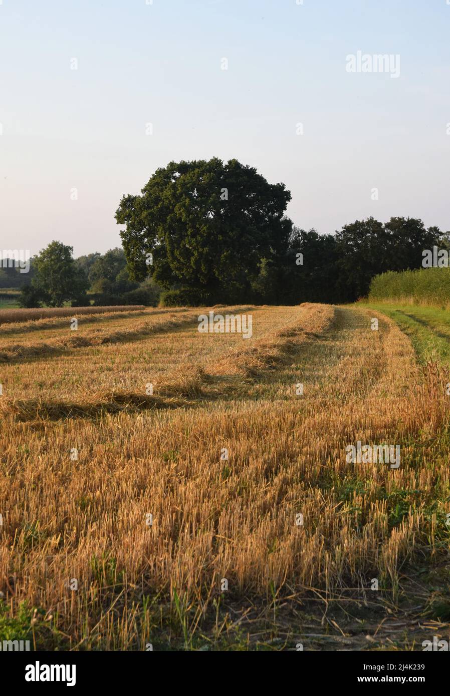 field in spring Stock Photo - Alamy