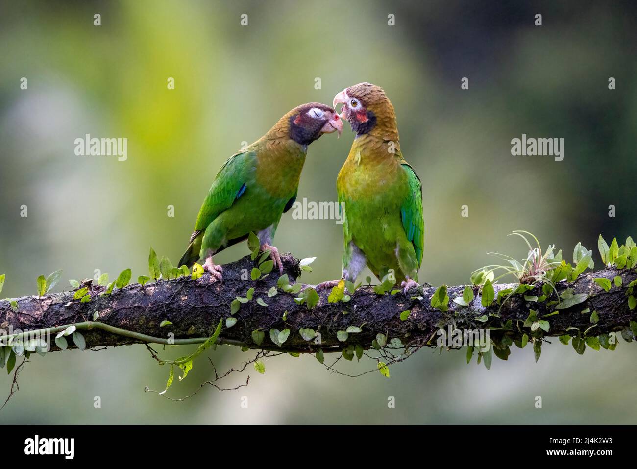 Brown-hooded parrots (Pyrilia haematotis) courtship preening - La ...