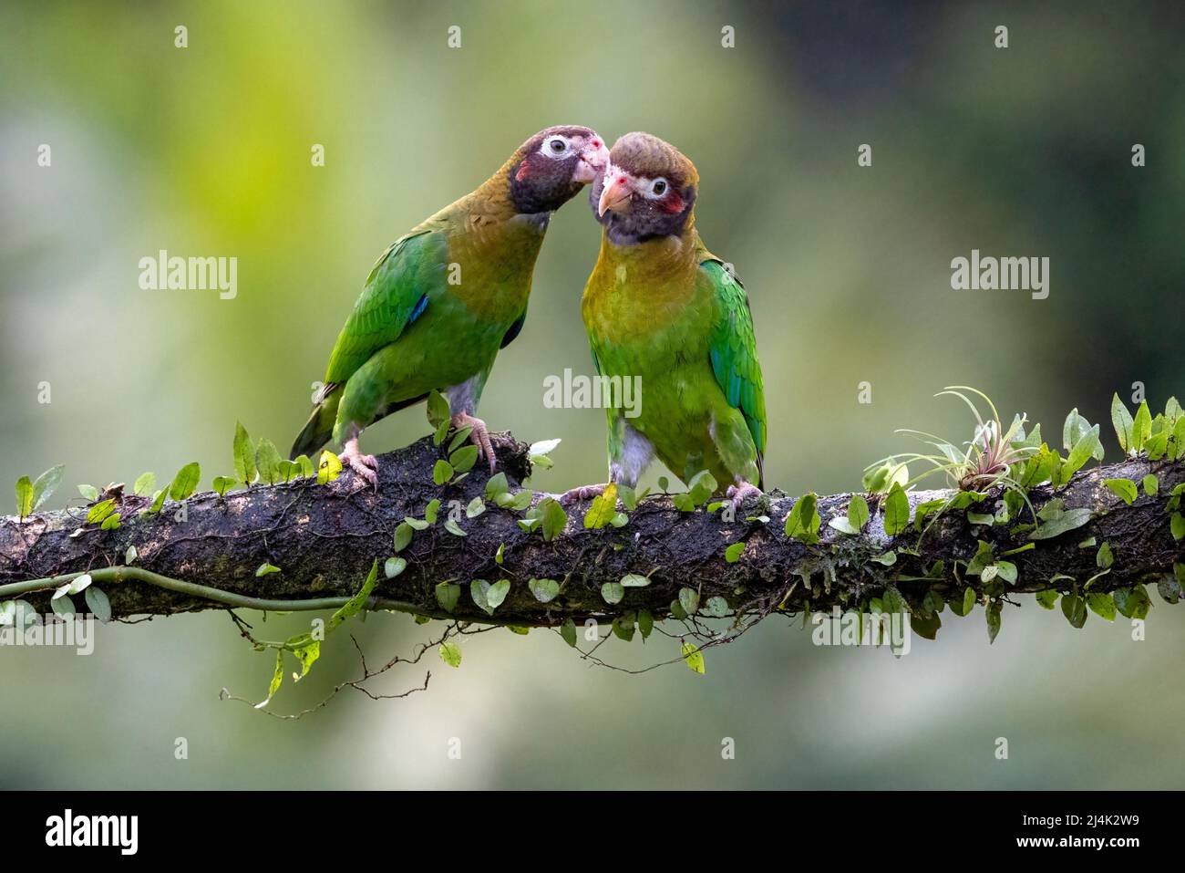 Brown-hooded parrots (Pyrilia haematotis) courtship preening - La ...