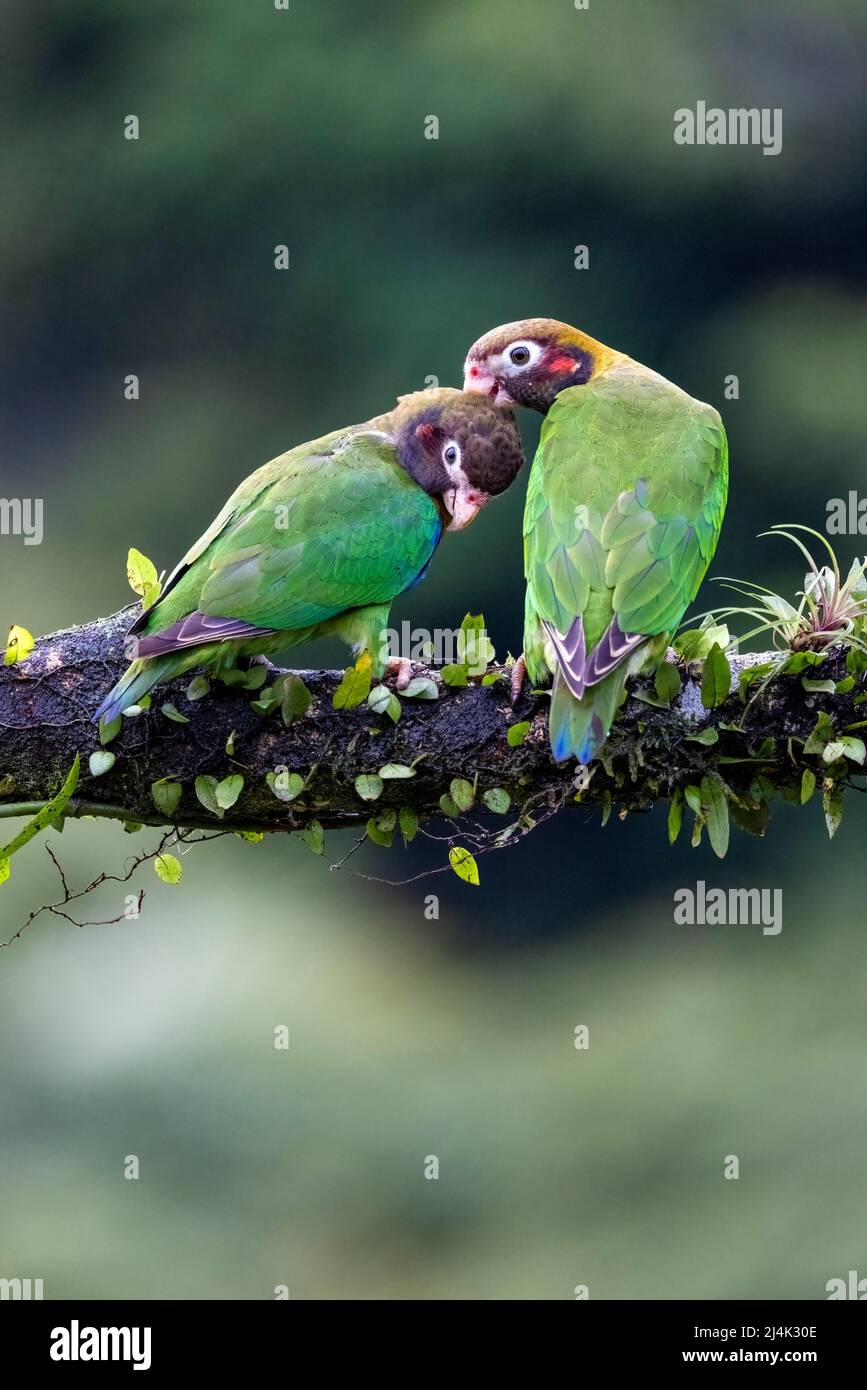 Brown-hooded parrots (Pyrilia haematotis) courtship preening - La ...
