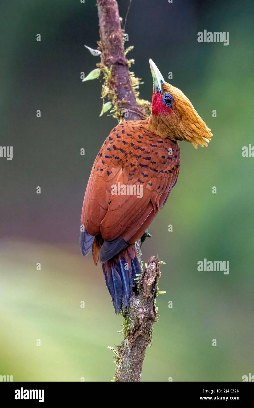 Chestnut-colored Woodpecker male (Celeus castaneus) - La Laguna del ...