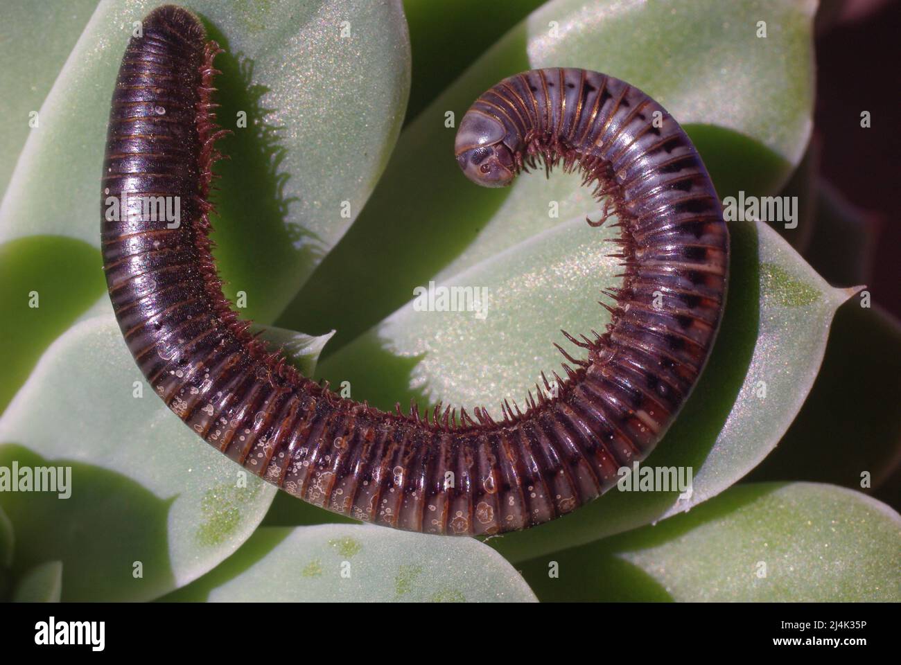 Millepede hi-res stock photography and images - Alamy