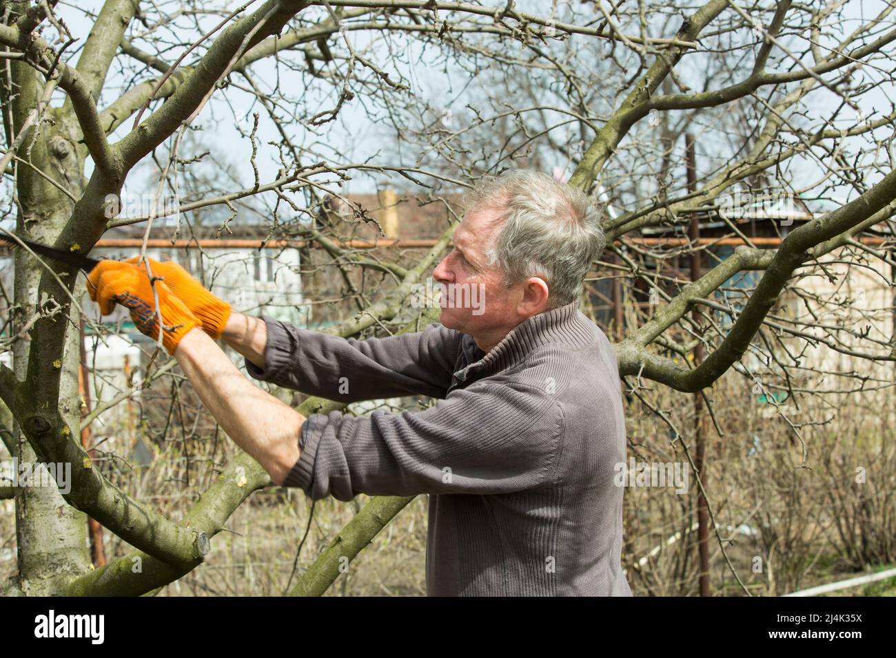A middle-aged man cuts the branches of fruit trees with a garden pruner ...