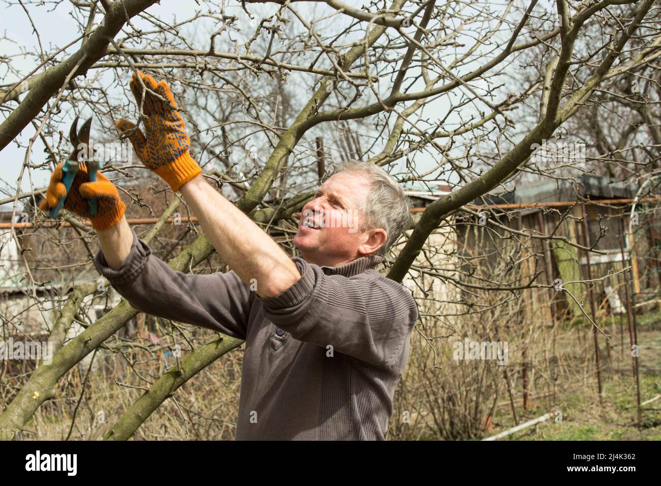 A middle-aged man cuts the branches of fruit trees with a garden pruner ...