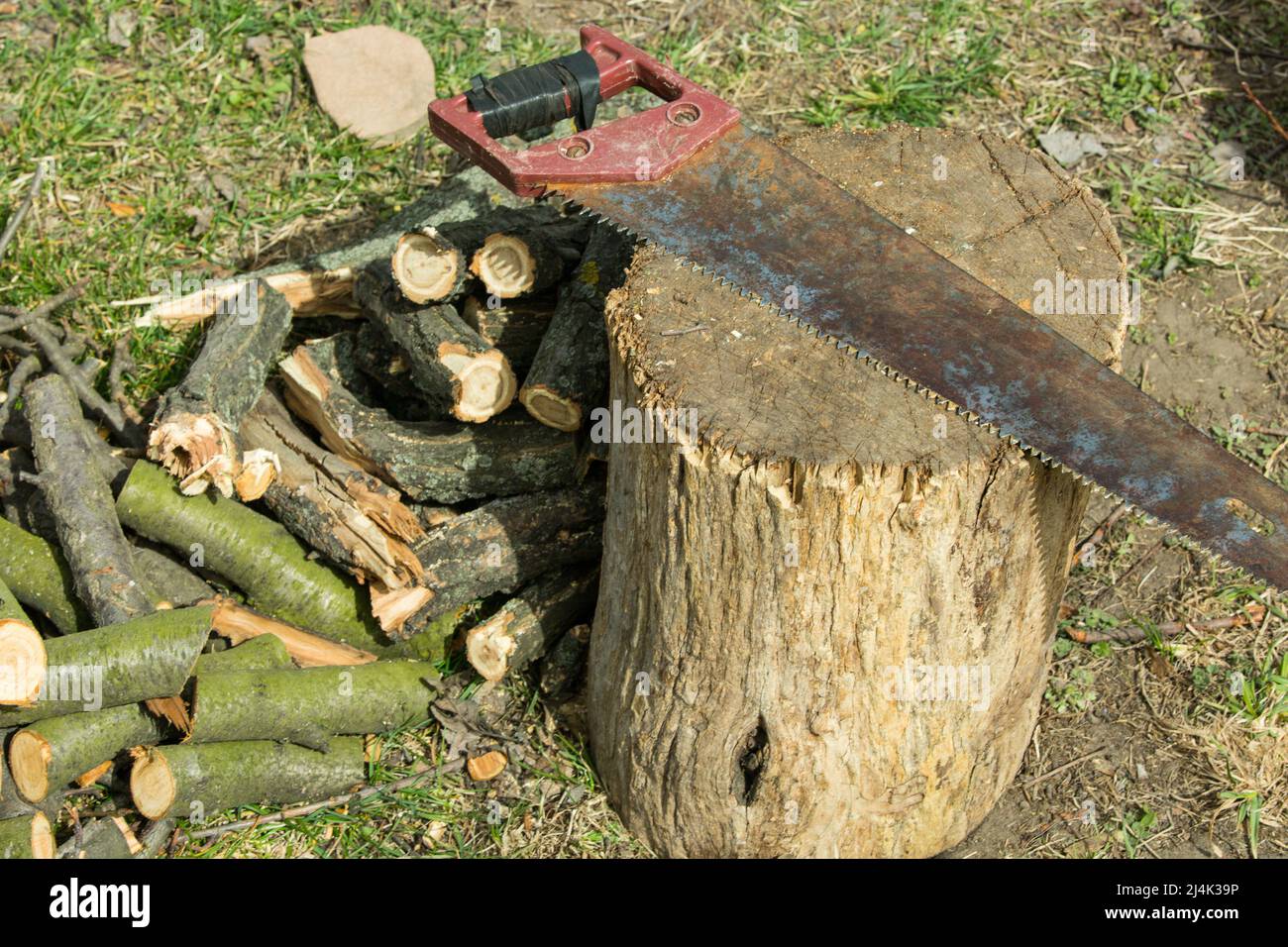 Stump and branches on the lawn after tree removal. Firewood for a fire ...
