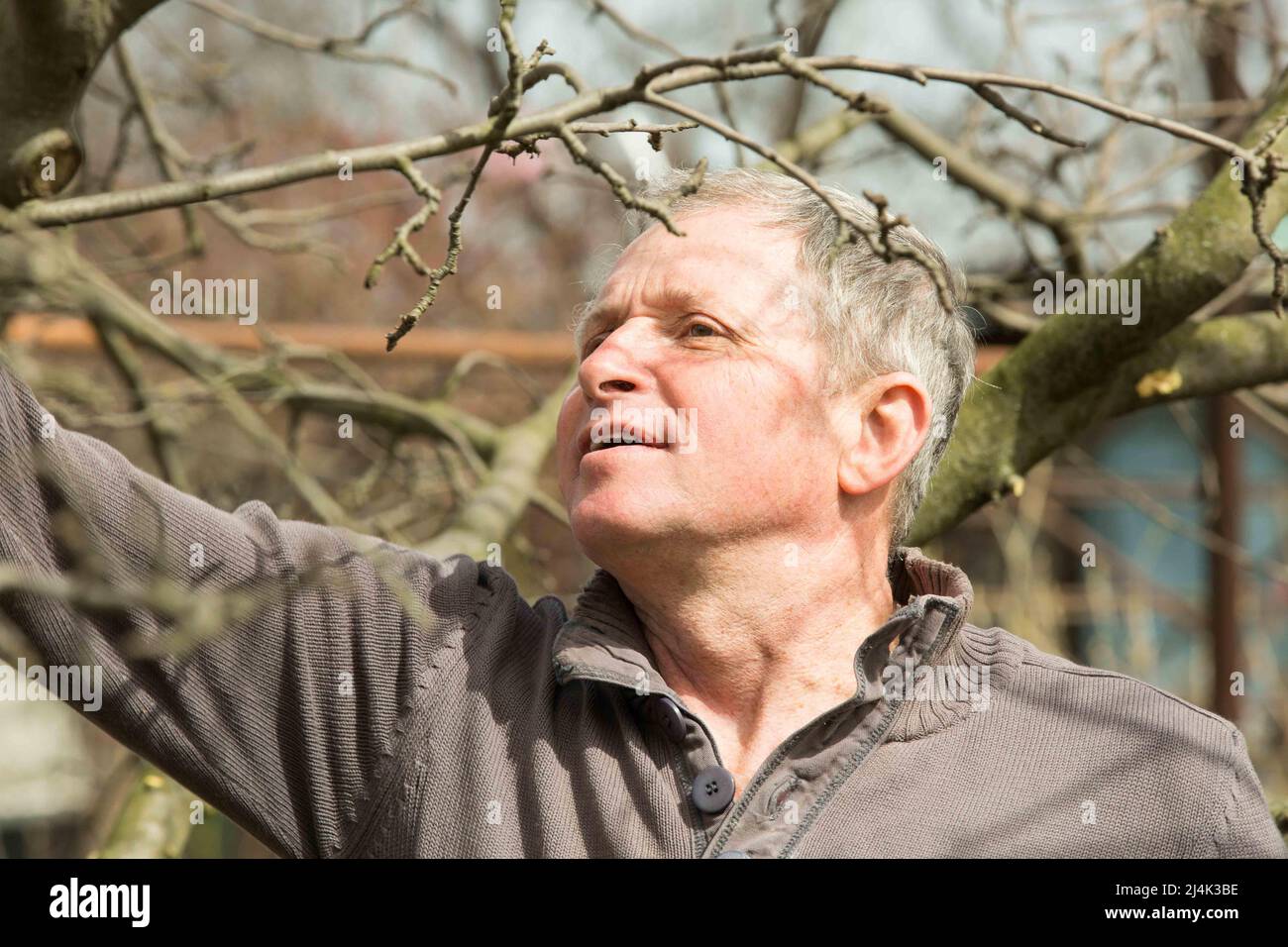 A middle-aged man against the background of pruned fruit trees with a ...