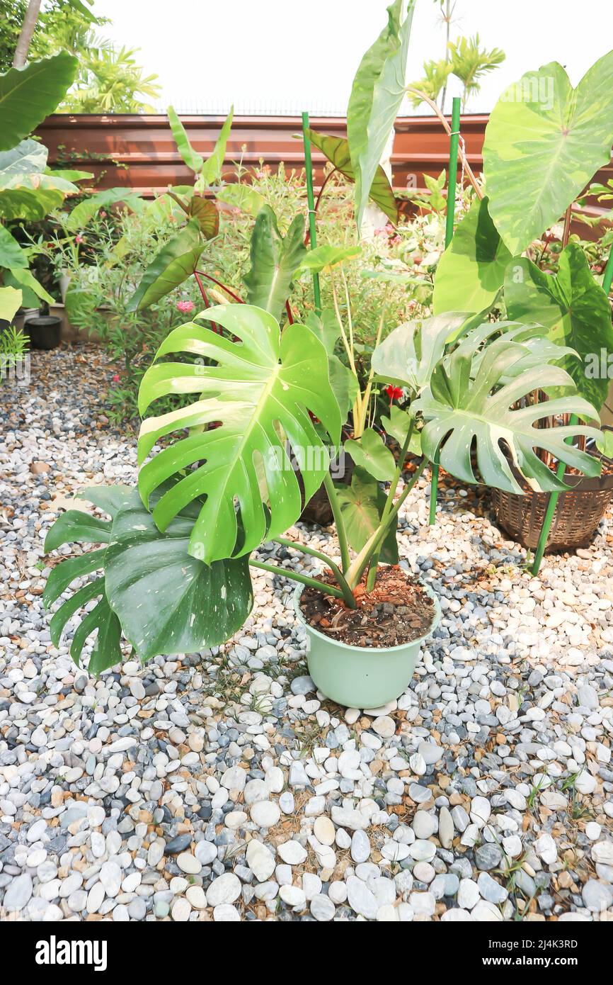 monstera thai constellation or Monstera, Hurricane plant or Swiss ...