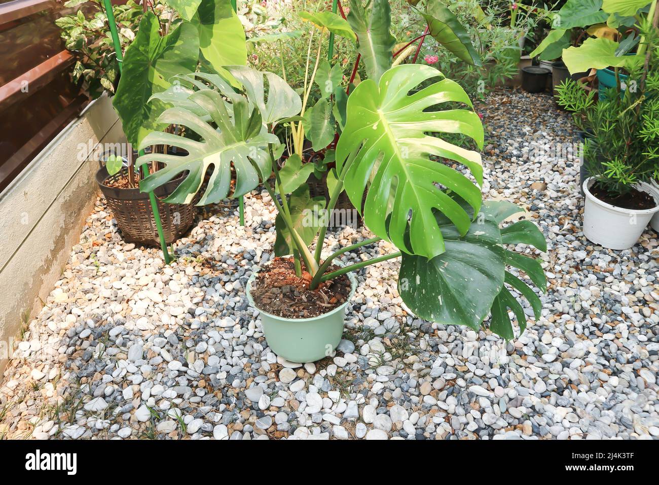 monstera thai constellation or Monstera, Hurricane plant or Swiss ...