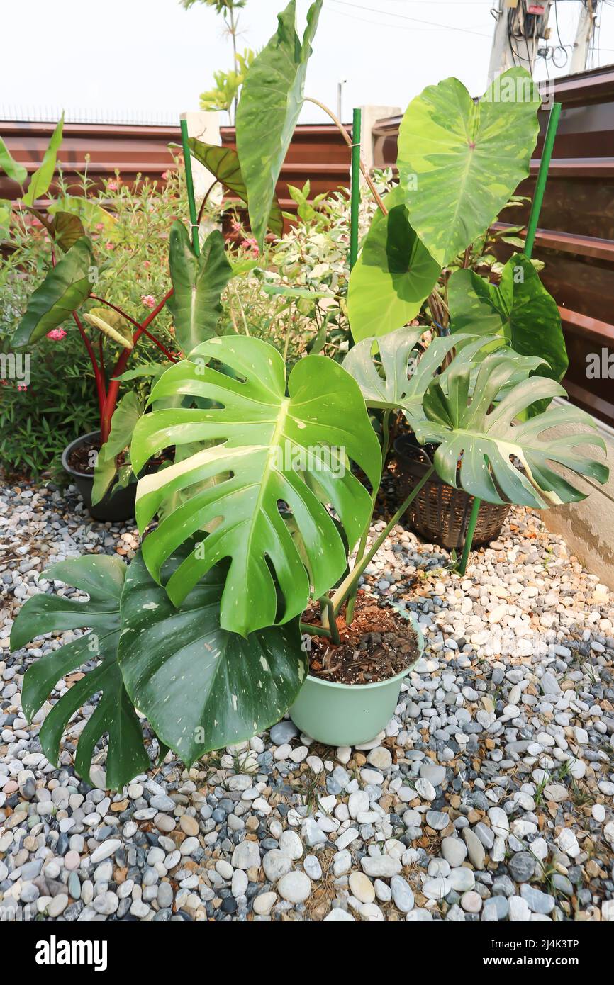 monstera thai constellation or Monstera, Hurricane plant or Swiss ...