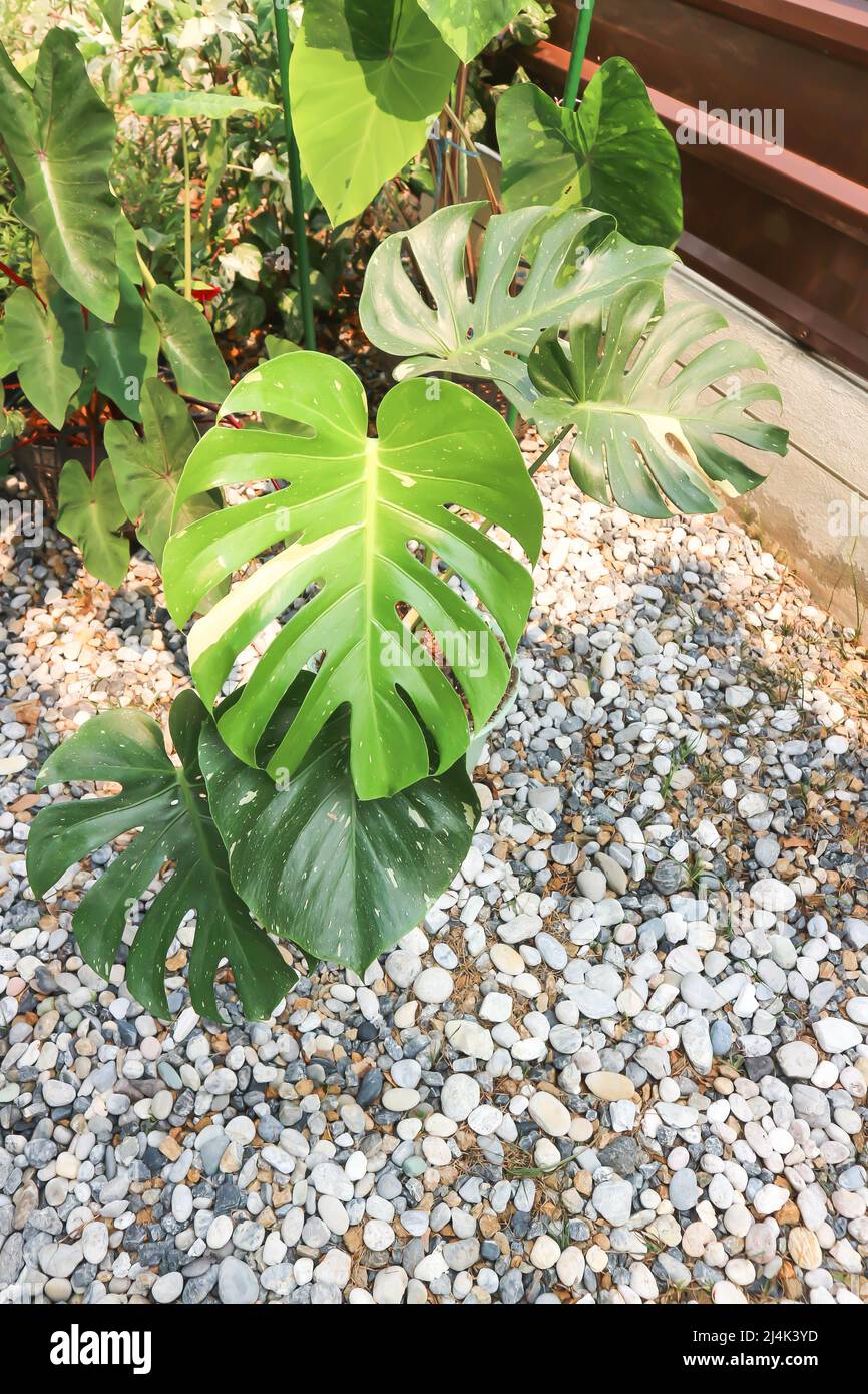 monstera thai constellation or Monstera, Hurricane plant or Swiss ...