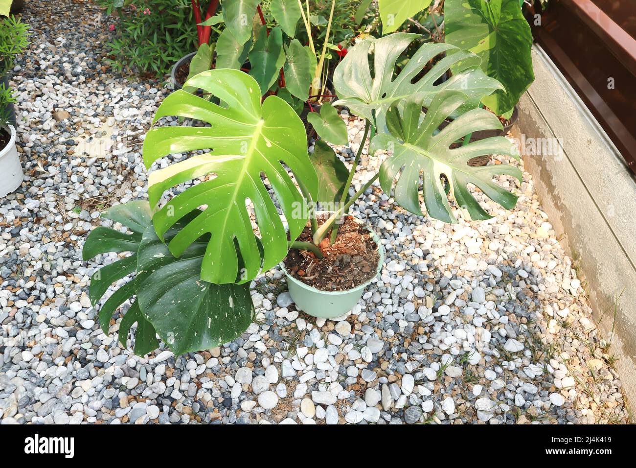 monstera thai constellation or Monstera, Hurricane plant or Swiss ...