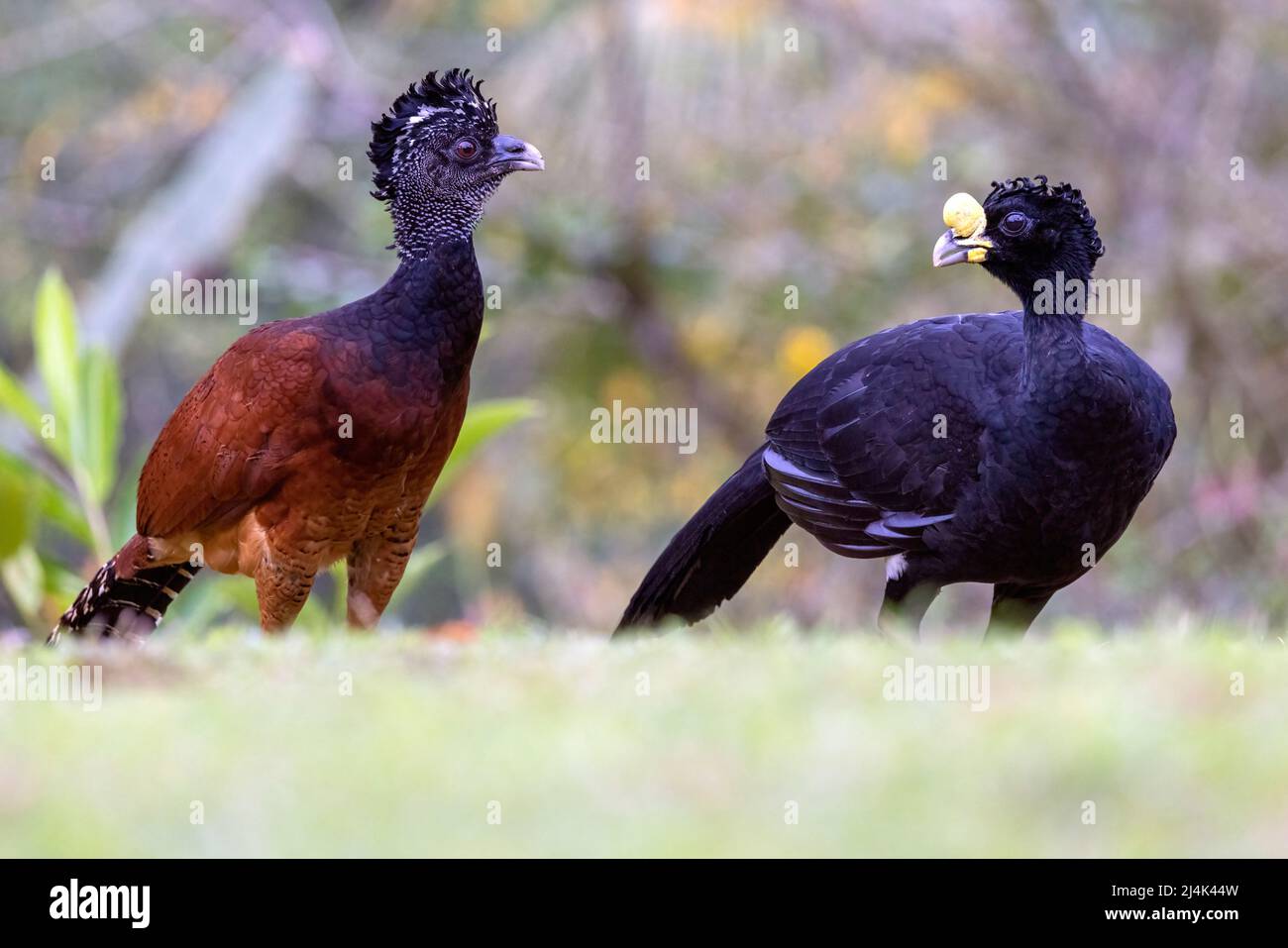 Great Curassow (Crax rubra) female (left) and male (right) - La Laguna ...