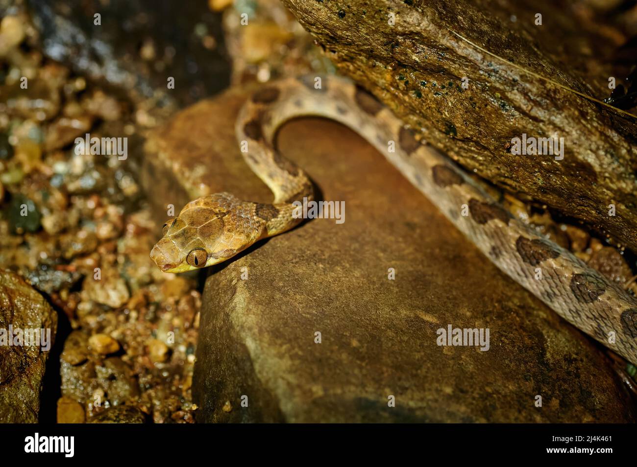 Northern Cat-eyed Snake (Leptodeira septentrionalis), Uvita, Costa Rica ...