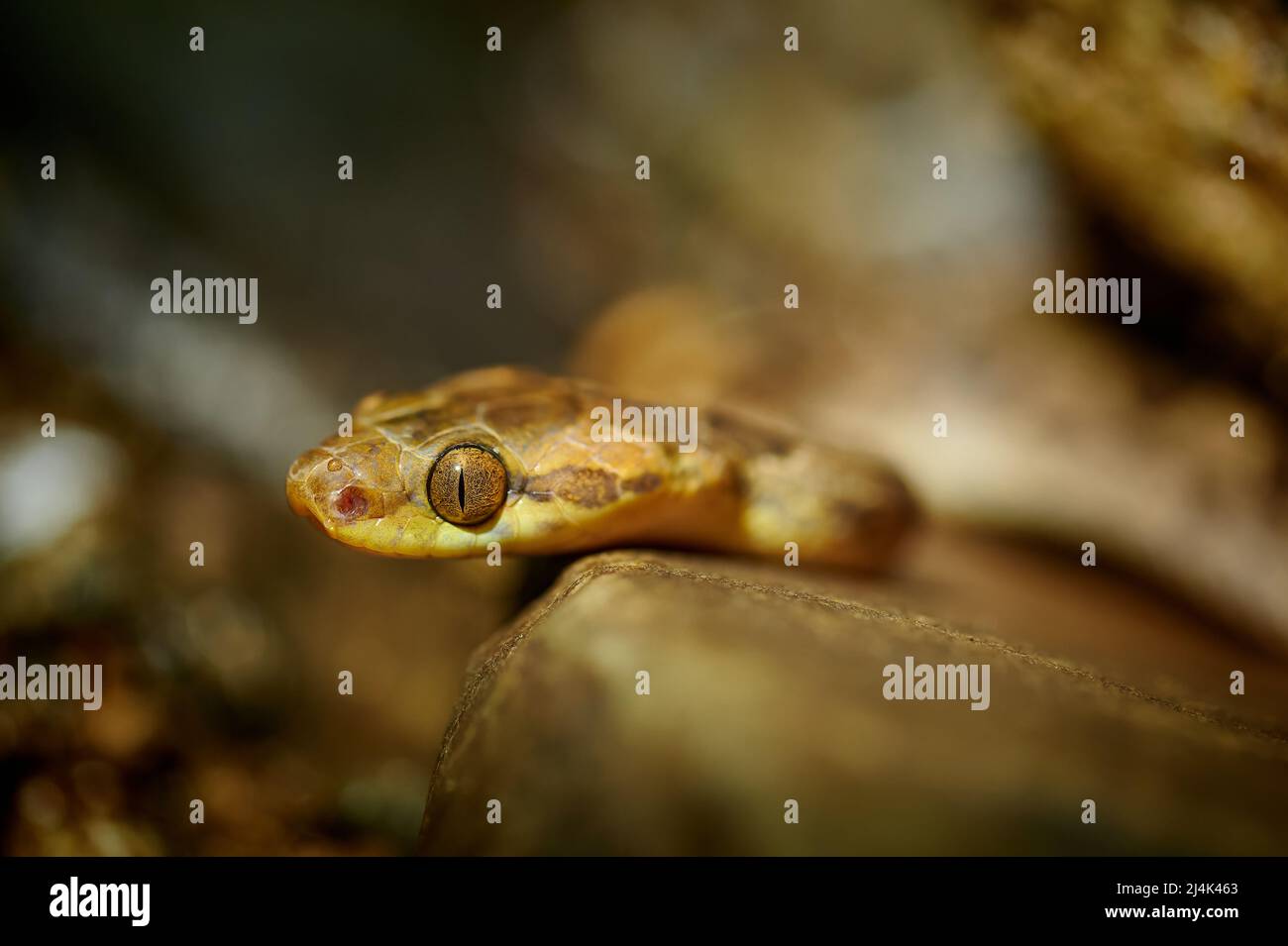 Northern Cat-eyed Snake (Leptodeira septentrionalis), Uvita, Costa Rica ...