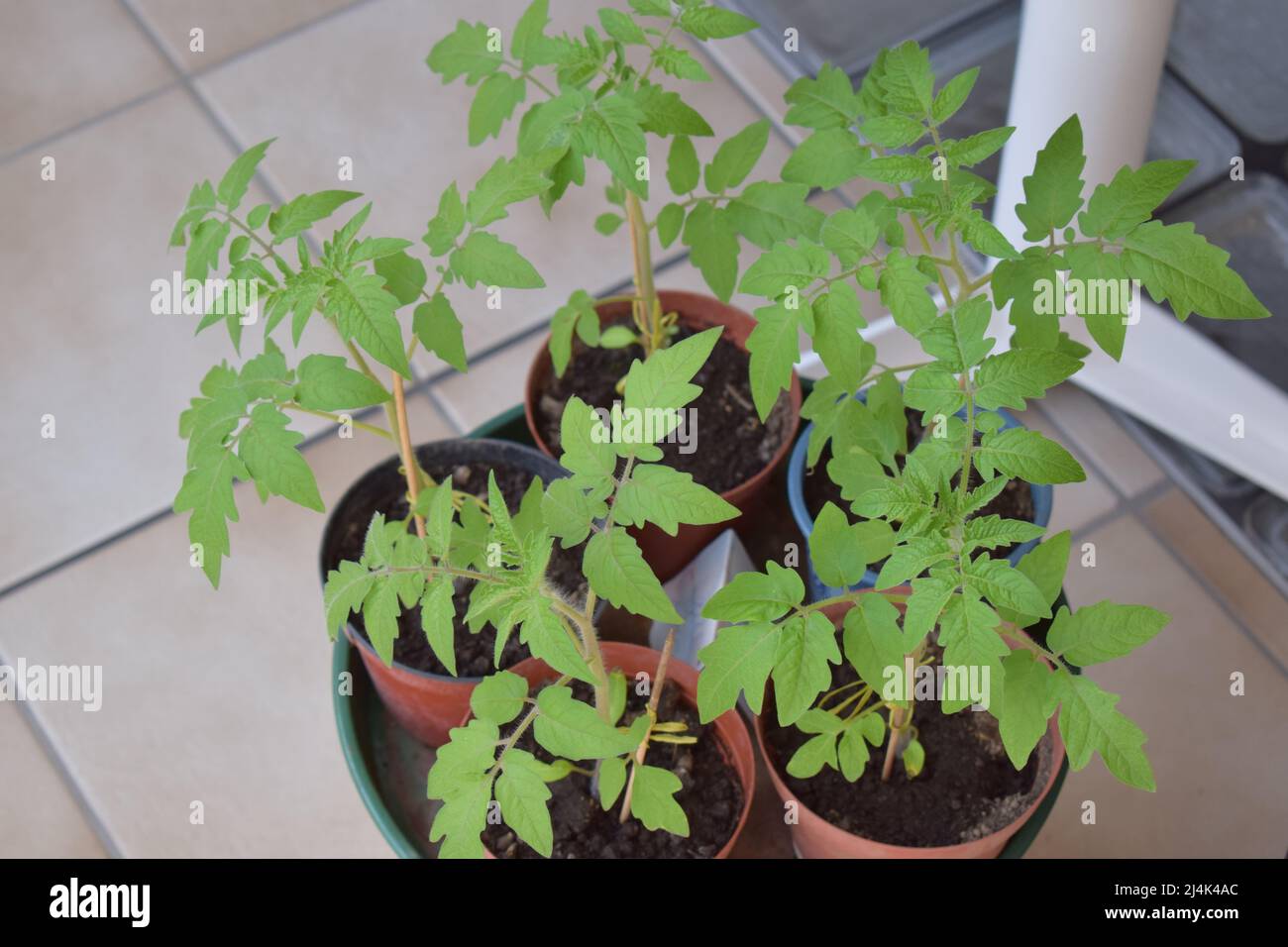 young tomato plants after six weeks growth Stock Photo - Alamy