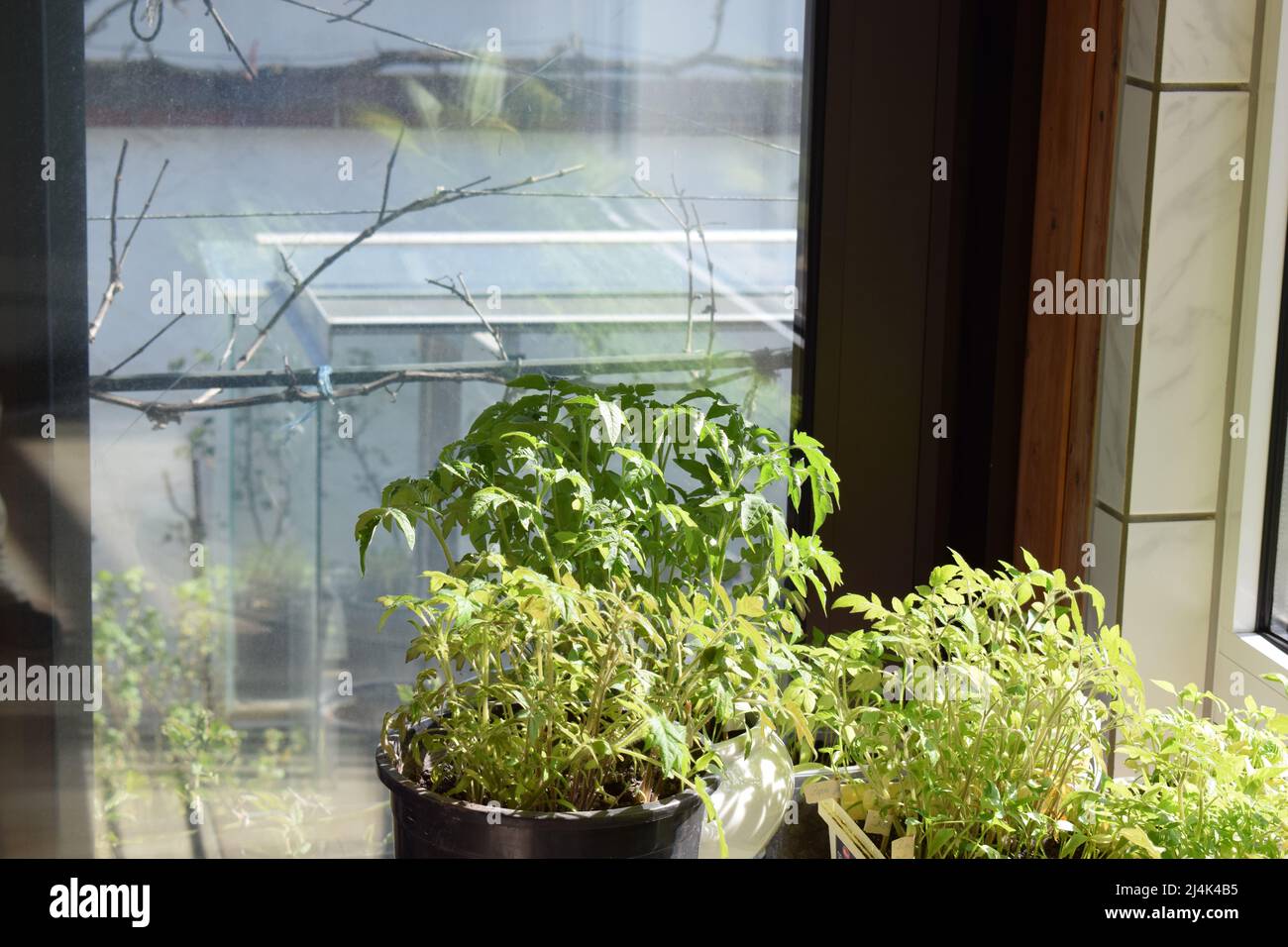 young tomato plants after six weeks growth Stock Photo - Alamy