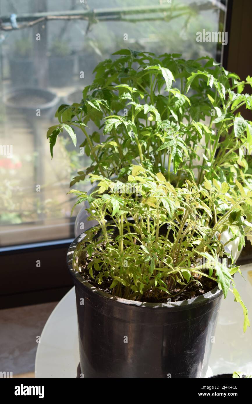 young tomato plants after six weeks growth Stock Photo - Alamy