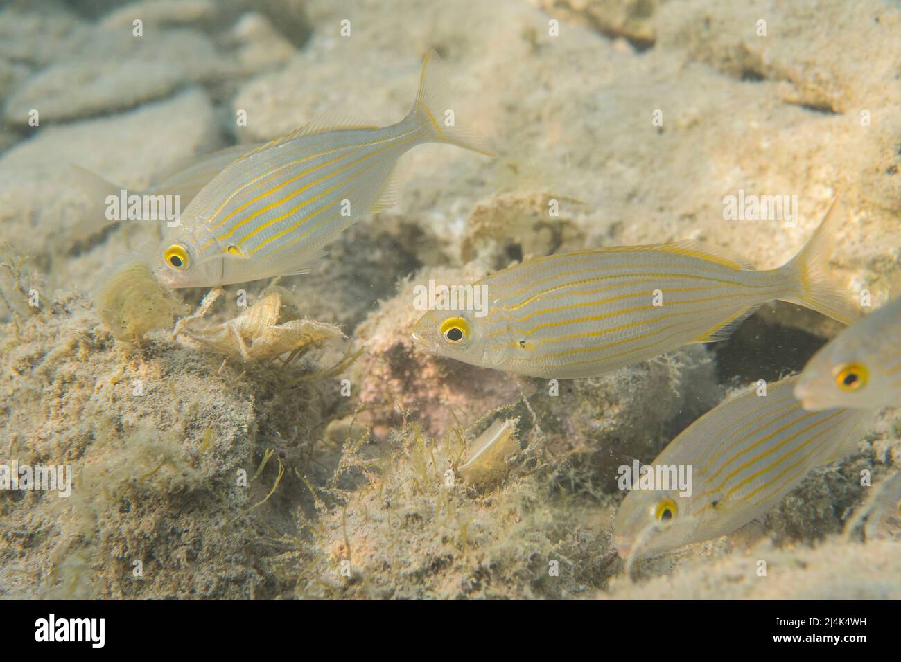 Sarpa salpa, known commonly as the dreamfish, salema, salema porgy, cow ...