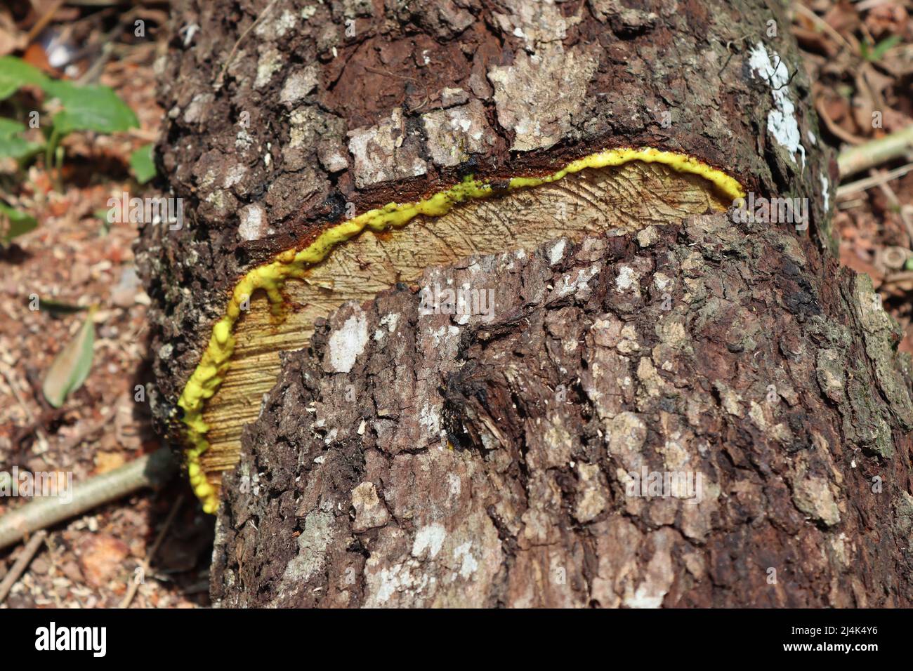 The cross section of a Gamboge newly cut tree spreading out its yellow ...