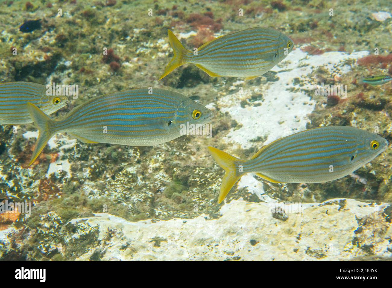 Sarpa salpa, known commonly as the dreamfish, salema, salema porgy, cow ...