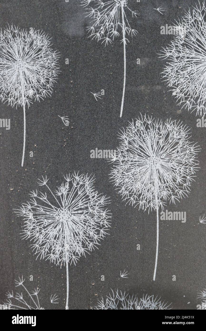 net curtain with dandelion seed design Stock Photo - Alamy