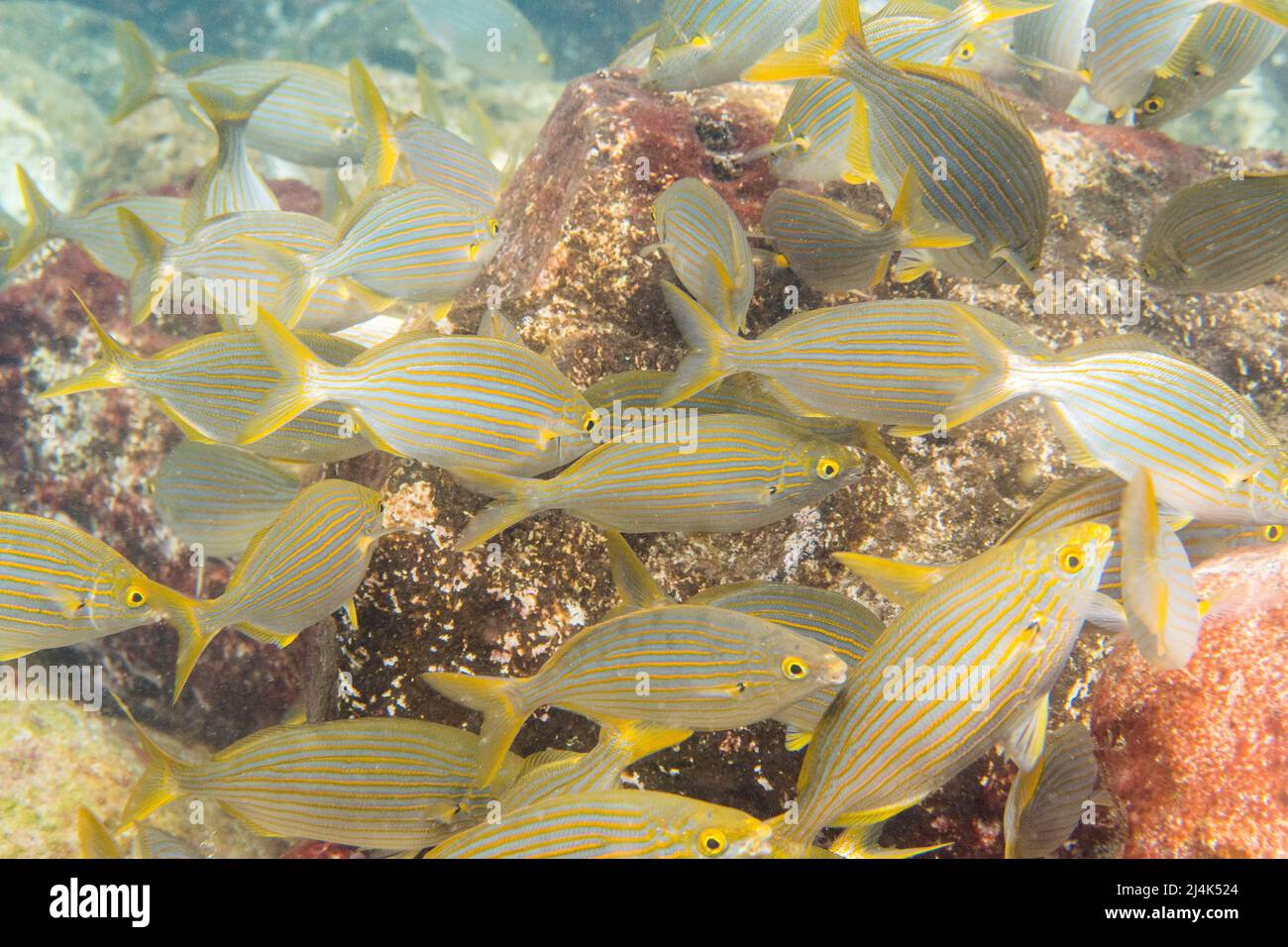 Sarpa salpa, known commonly as the dreamfish, salema, salema porgy, cow ...