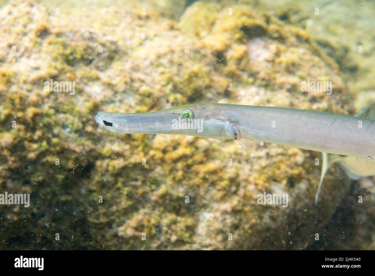 Atlantic fish species hi-res stock photography and images - Alamy