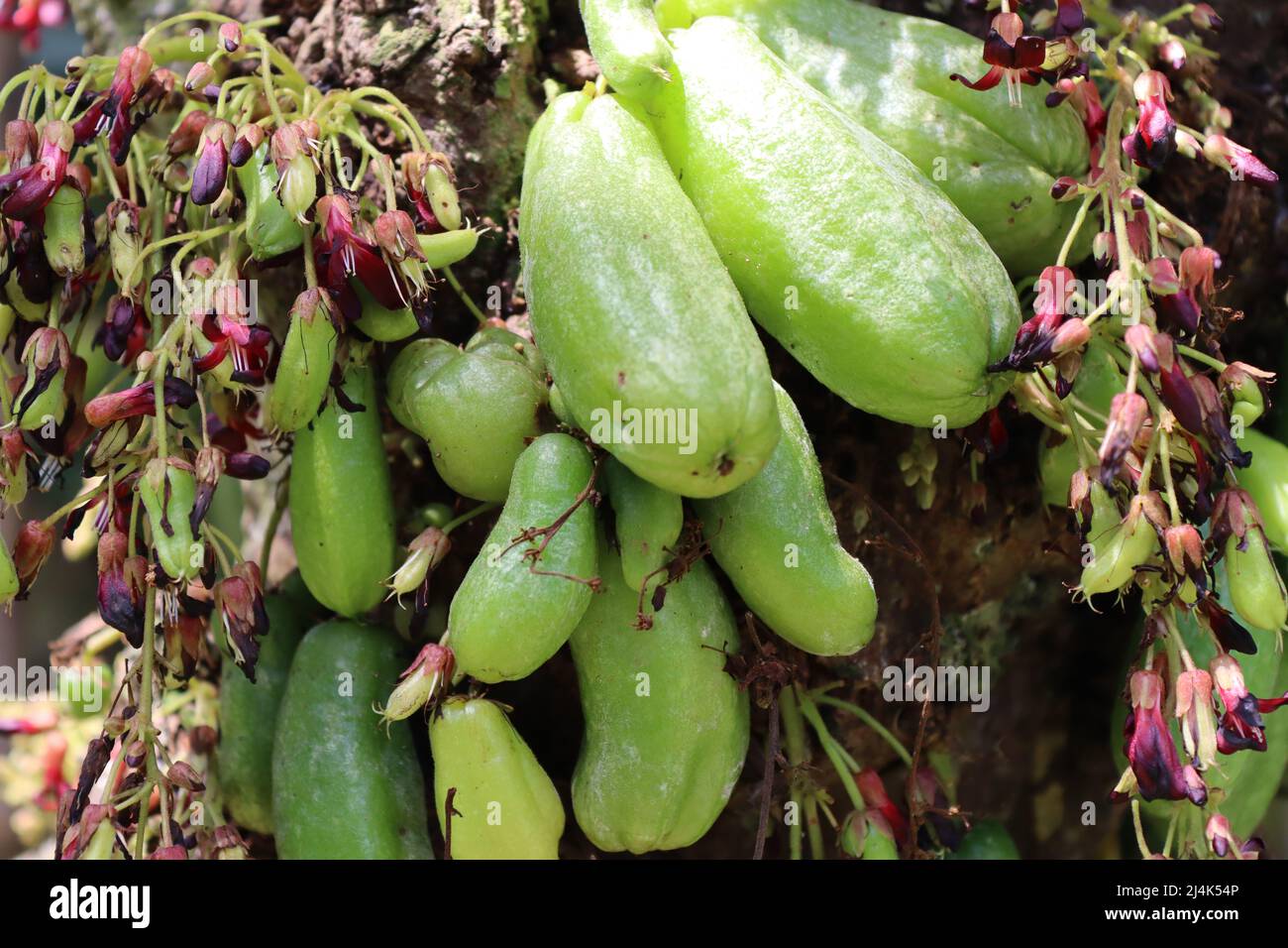 Sour fruit in sri hi-res stock photography and images - Alamy